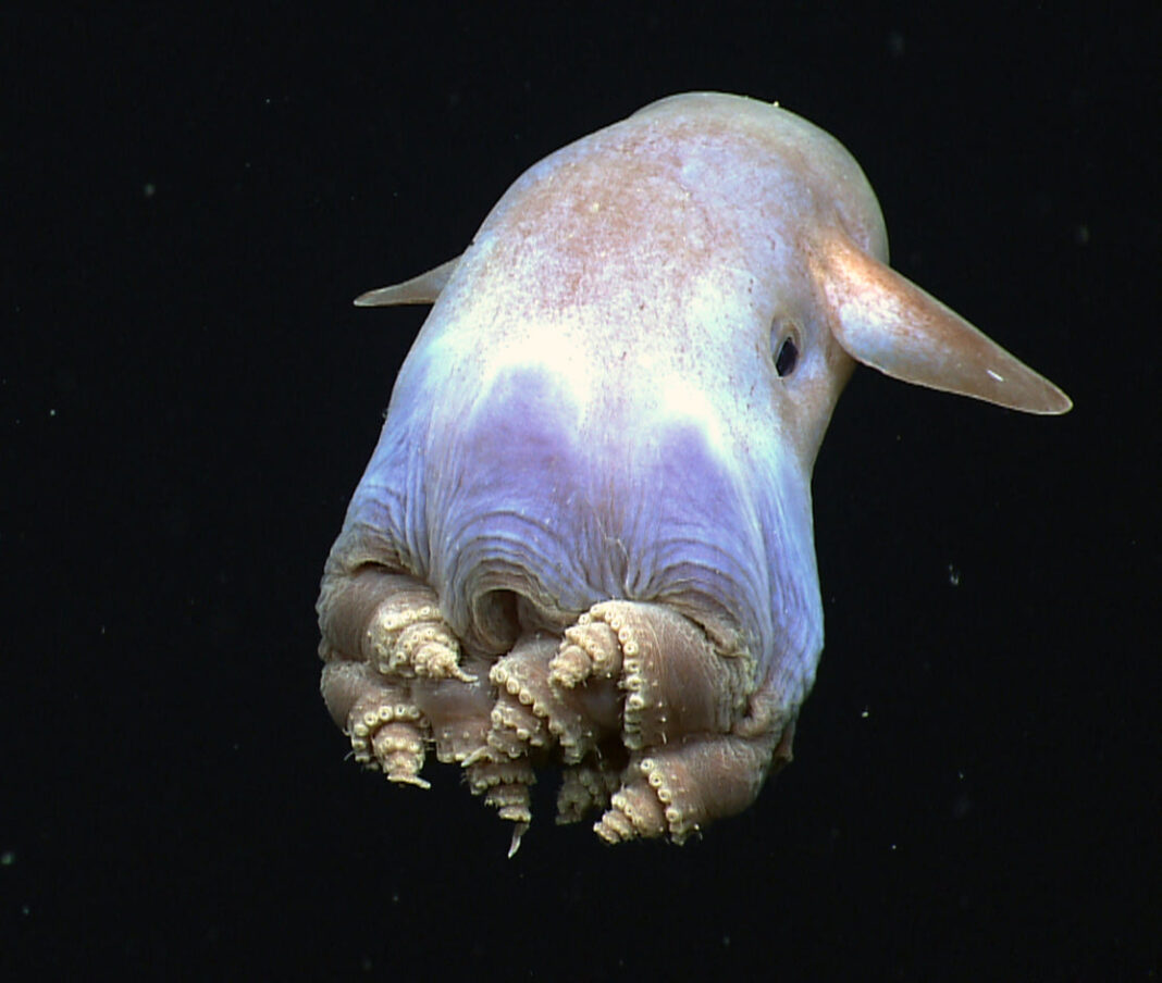 15 Rarest, Weirdest and Most Beautiful Sea Creatures - Kboom