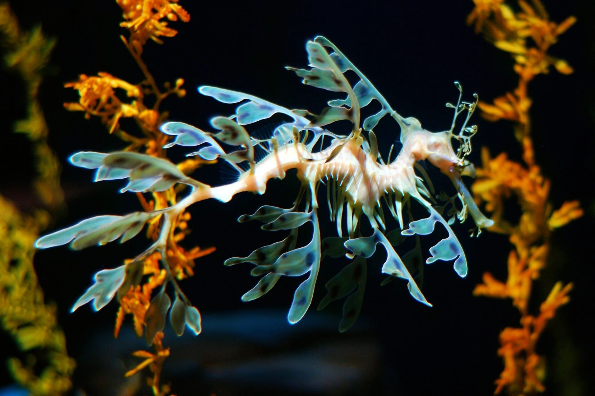 15 Rarest, Weirdest and Most Beautiful Sea Creatures - Kboom